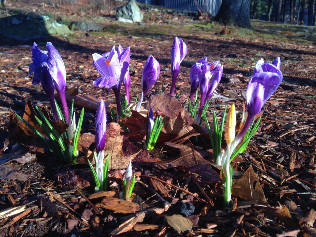 It's Time For Spring In New Hampshire